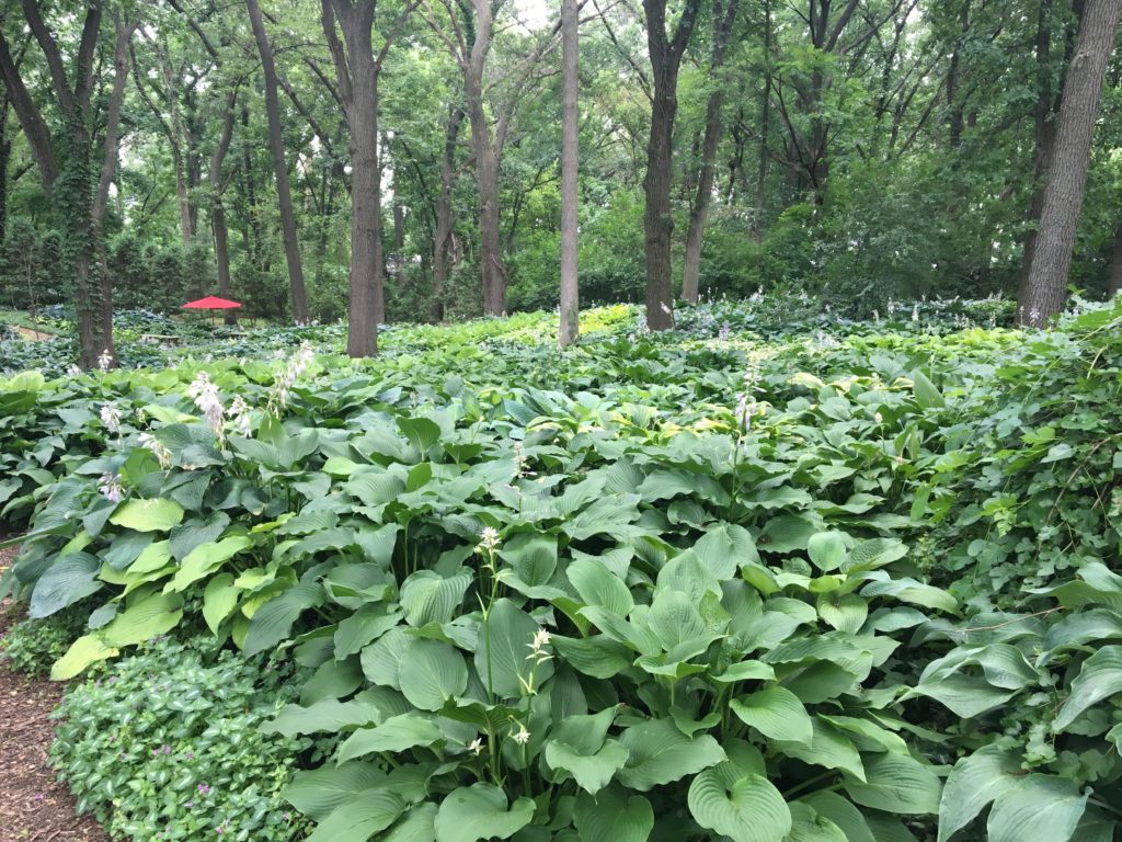 Hosta Farm - Home | Styled American